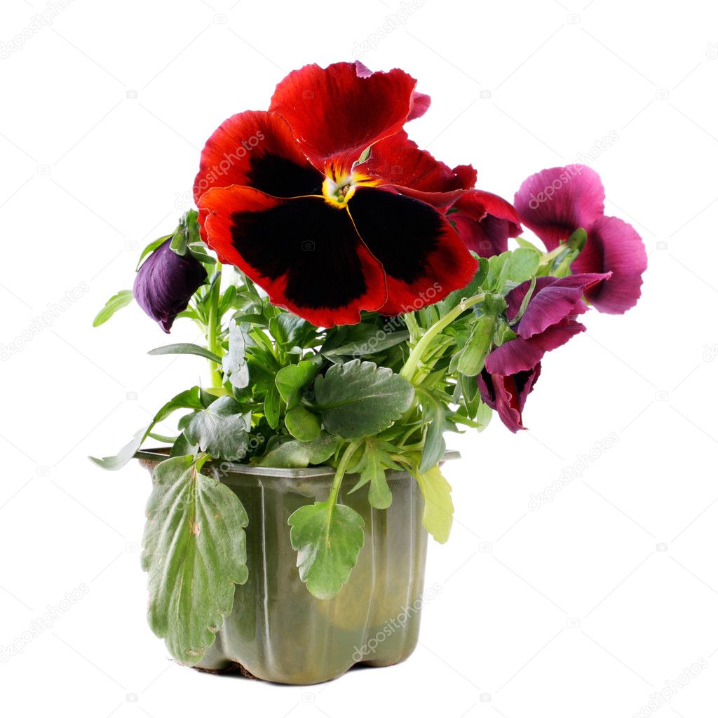 Red pansy — Stock Photo © VenisM #33120581