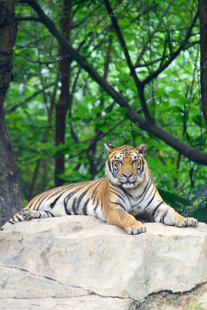Tiger in its natural habitat Stock Photo by ©firefox 13987889