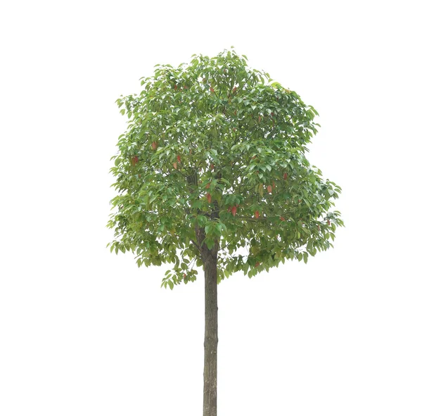 Plus tree Stock Photos, Royalty Free Plus tree Images | Depositphotos