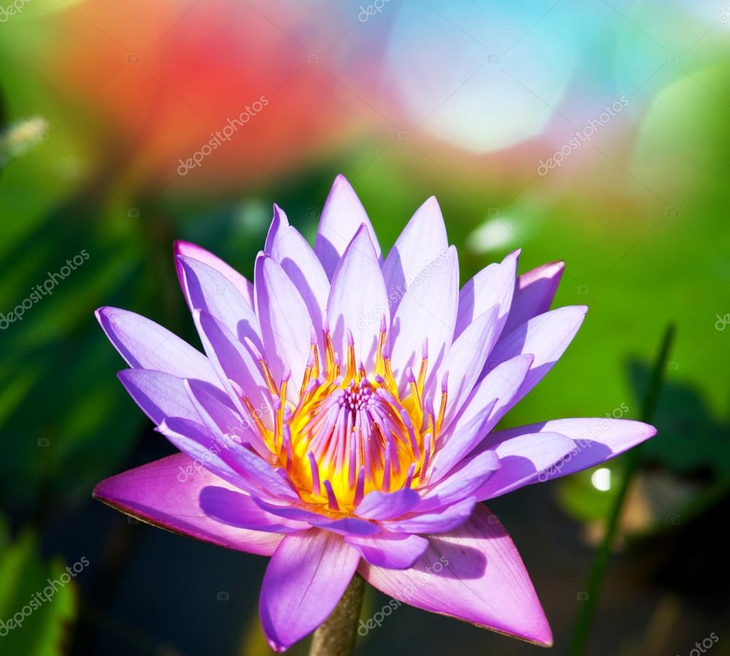 Lotos Stock Photo by ©kamchatka 18831697