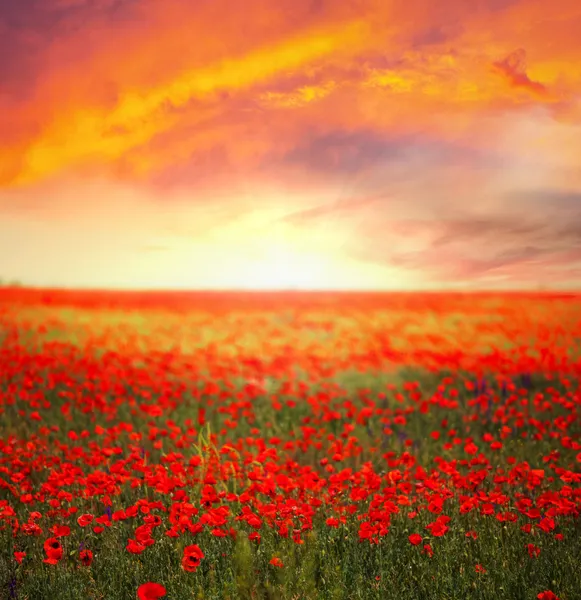 Poppy field Stock Photos, Royalty Free Poppy field Images | Depositphotos
