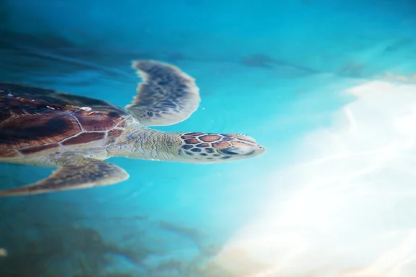 Turtle — Stock Photo © ishtygashev #43791587