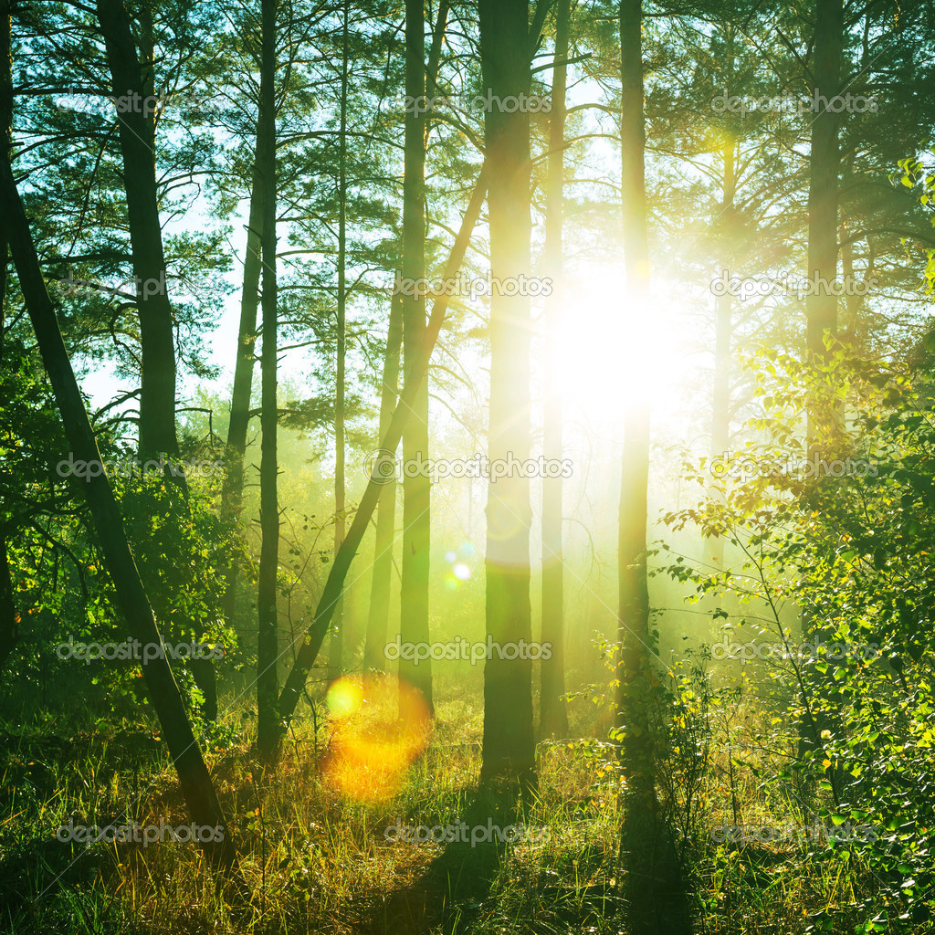 Sunny forest Stock Photo by ©kamchatka 27511613