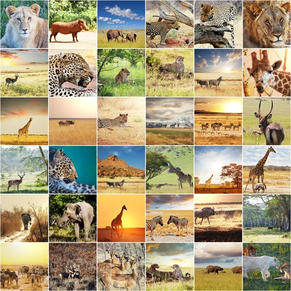 Collage de animales salvajes de la sabana stok fotoğraflar | Collage de ...