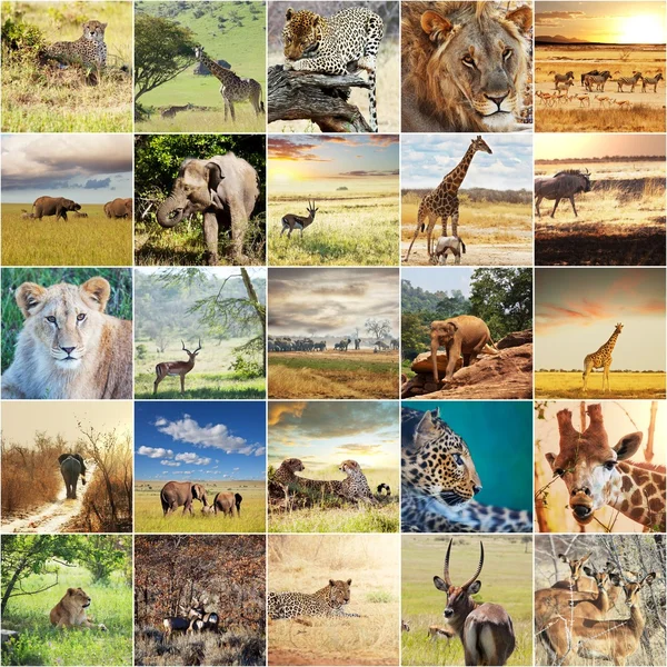 Wild animals savanna collage fotos de stock, imágenes de Wild animals ...