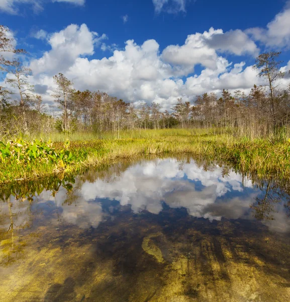 Florida marsh Stock Photos, Royalty Free Florida marsh Images ...