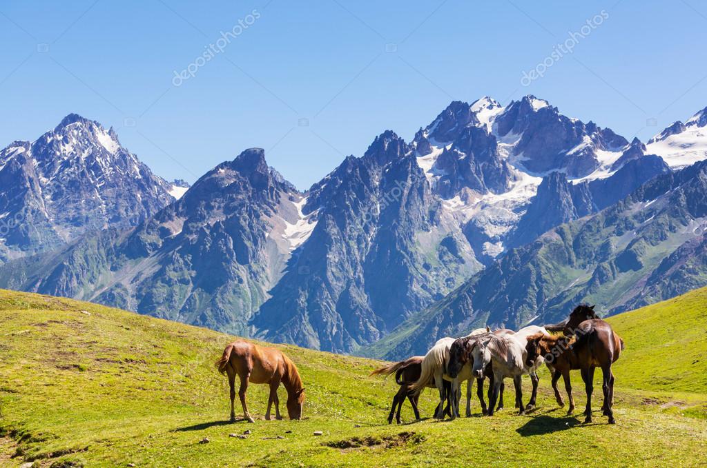 Horses in mountains — Stock Photo © kamchatka #51085907
