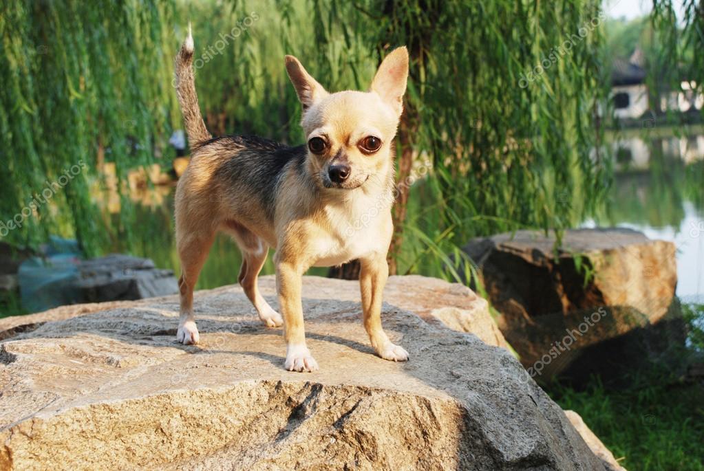 Chihuahua dog — Stock Photo © donkeyru #27906443 Chihuahua dog — Stock Photo © donkeyru #27906443