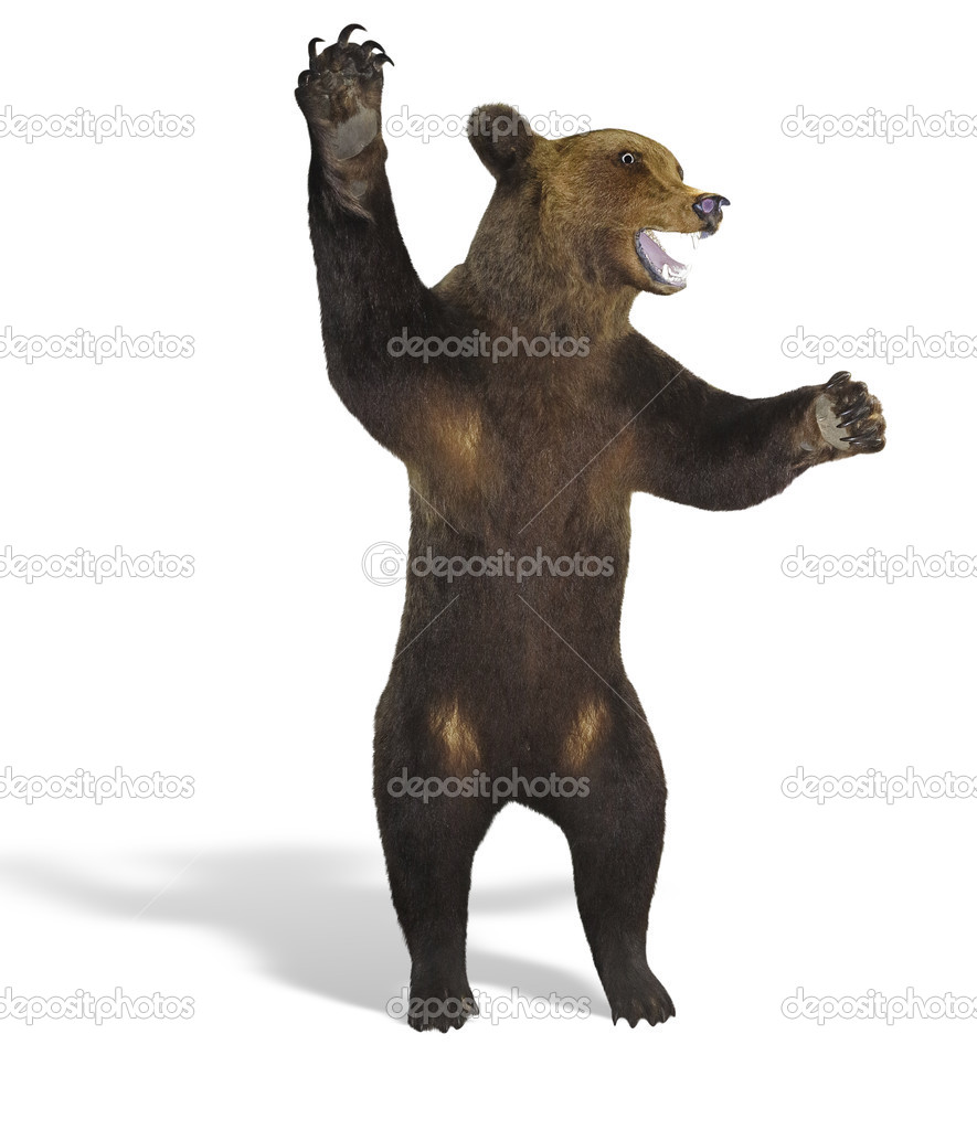 Grizzly Bear Standing Up Growling