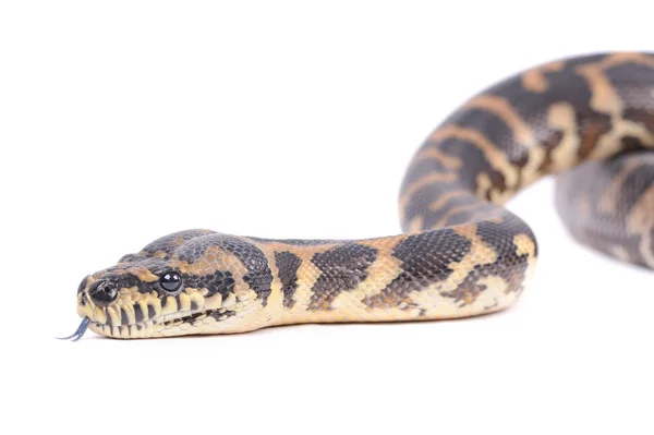 Python regius on white background, it is also known as royal python or ...