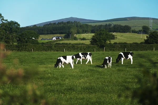 Irish farming andscape Stock Photos, Royalty Free Irish farming ...
