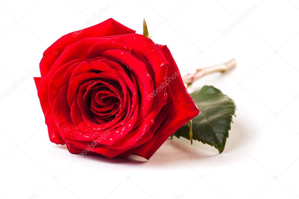 Belle fleur rose rouge sur fond blanc — Photo #12482966