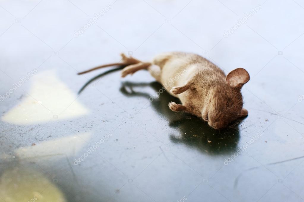 Dead mouse Stock Photo by ©stevanovicigor 14857351