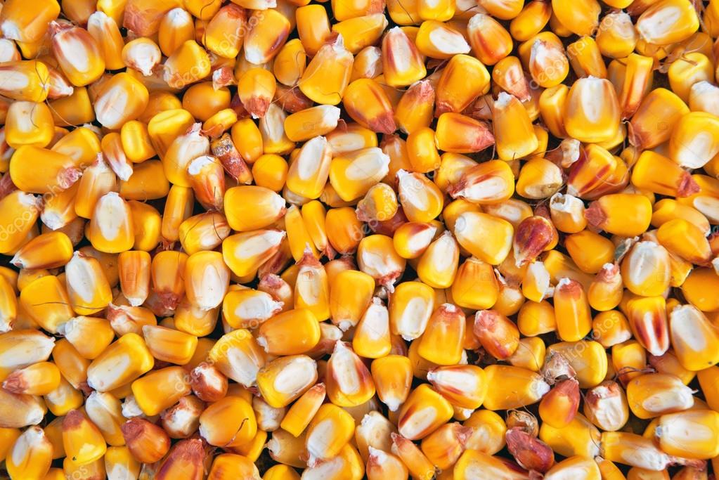 Corn seed — Stock Photo © stevanovicigor #18724787
