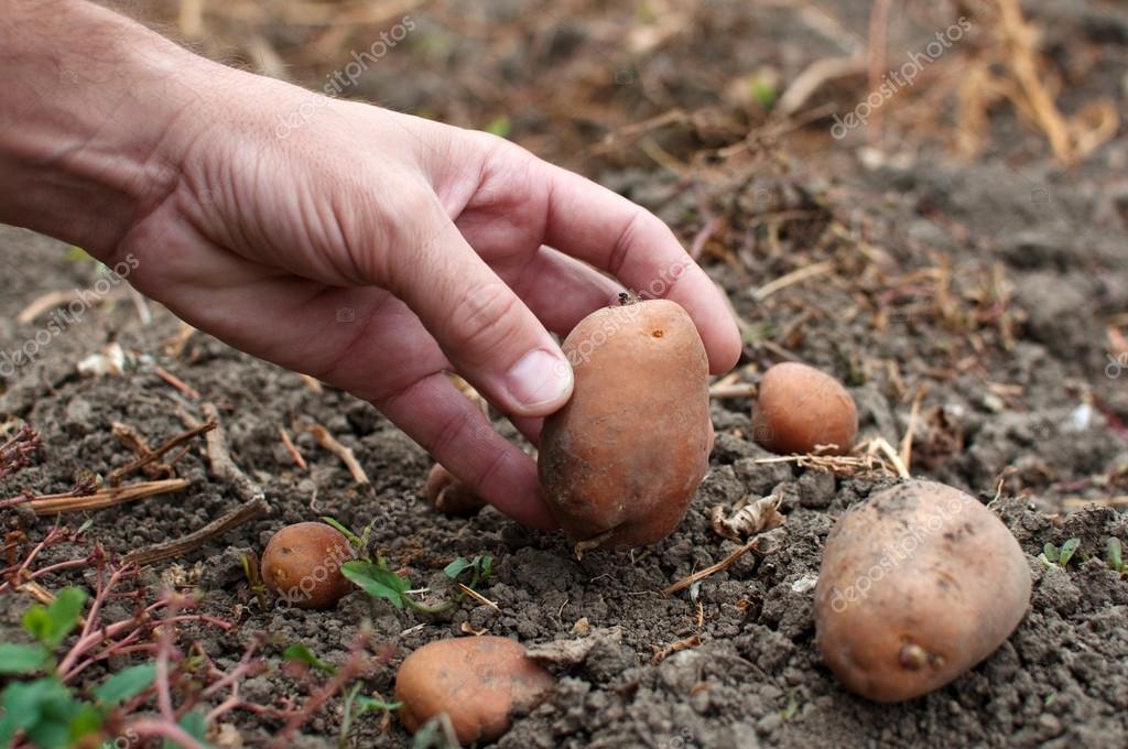 Hand picking potato Stock Photo by ©stevanovicigor 21382371
