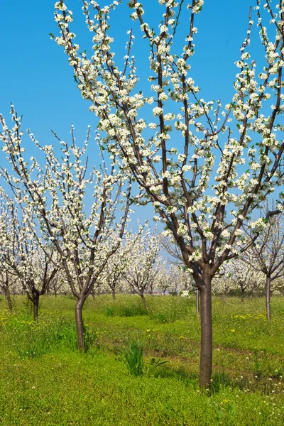 18,429 Fruit trees in bloom Stock Photos, Fruit trees in bloom Images ...