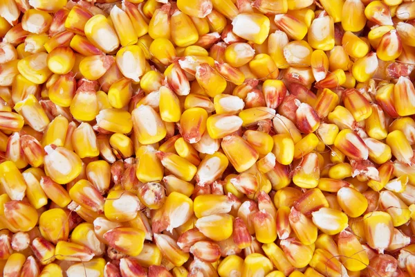 Corn seed — Stock Photo © stevanovicigor #18724787