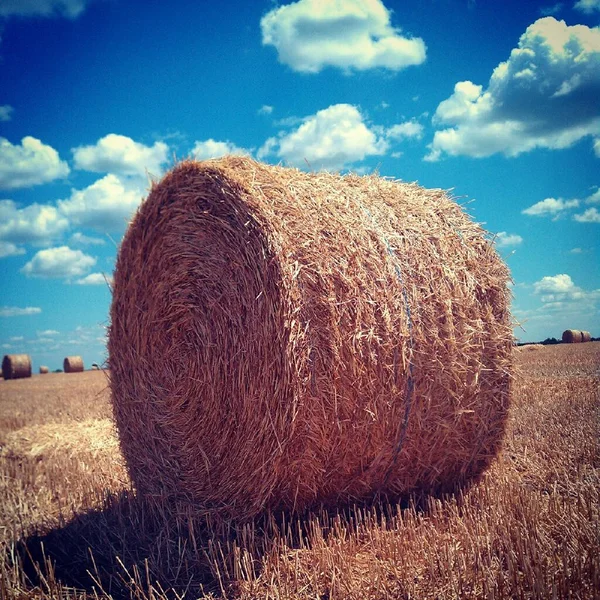 Hay ring Stock Photos, Royalty Free Hay ring Images | Depositphotos