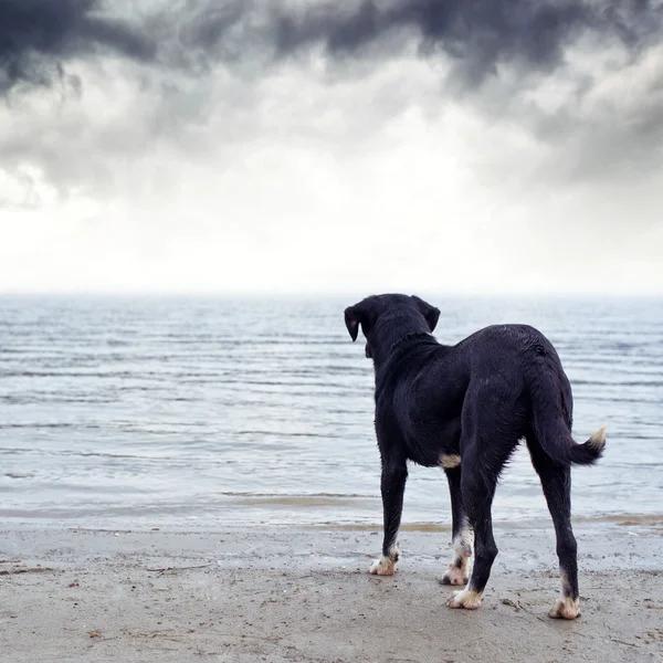 Dog afraid of the water - Stock Image - Everypixel