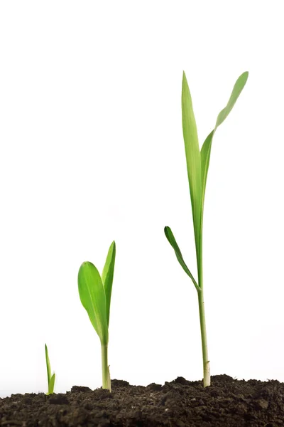 Young corn plant sprout Stock Photo by ©stevanovicigor 53286663
