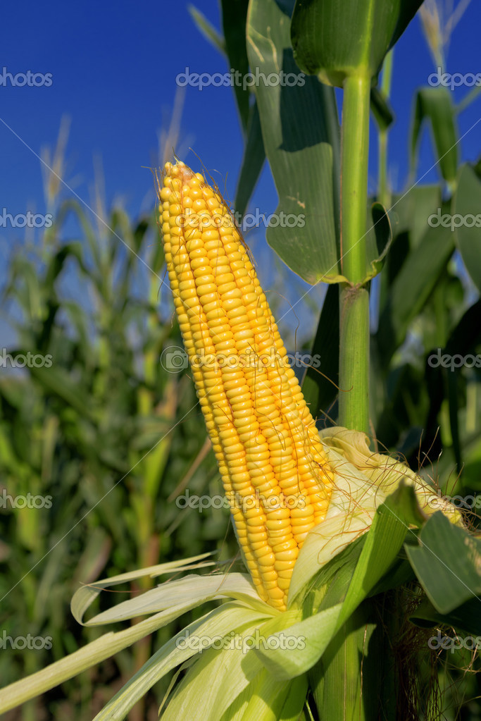 What Is Maize Ear at Mackenzie Ramos blog