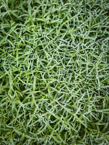 Pickle grass Stock Photos, Royalty Free Pickle grass Images | Depositphotos