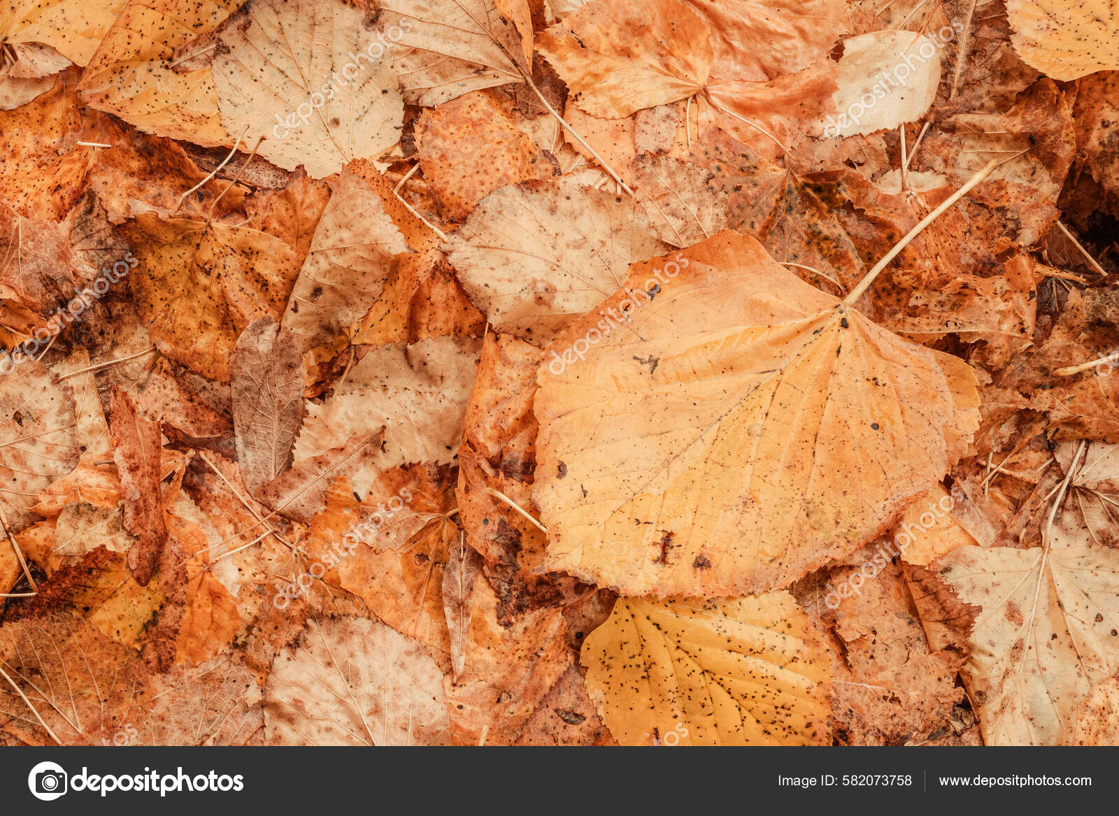 Seamless Dry Leaf Texture
