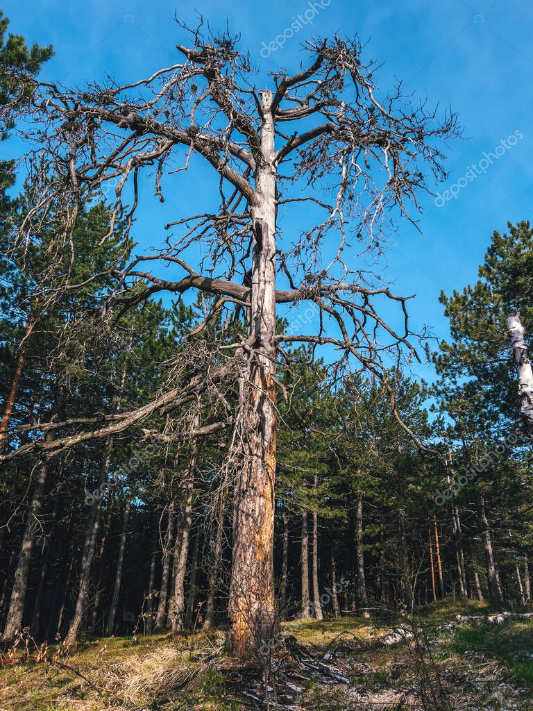 Dead pine tree at Divcibare, Serbia. Divcibare is famous tourist resort ...