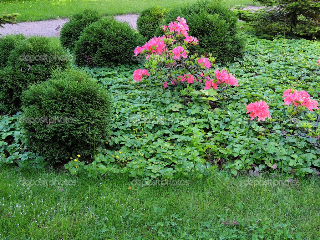 Japansk rhododendron (Rhododendron japonicum) — stockfoto © ZanozaRu ...