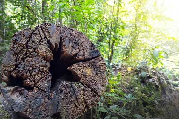 Tree rot Stock Photos, Royalty Free Tree rot Images | Depositphotos®