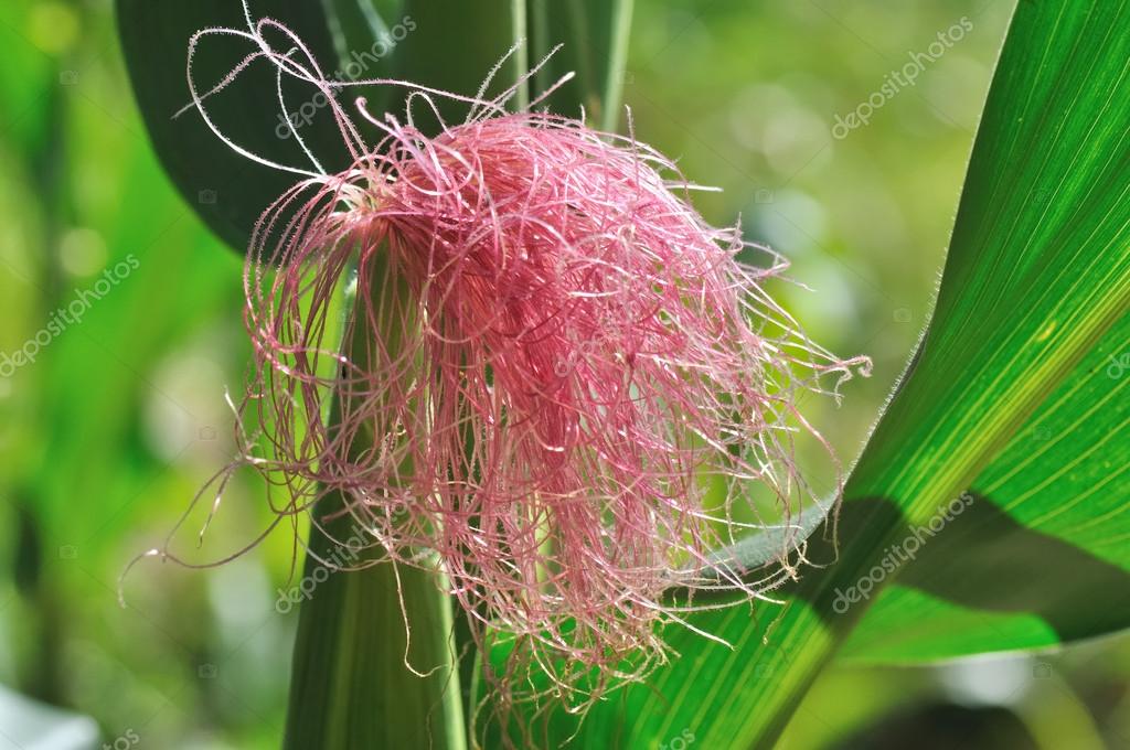 Corn silk — Stock Photo © sanddebeautheil #12630597
