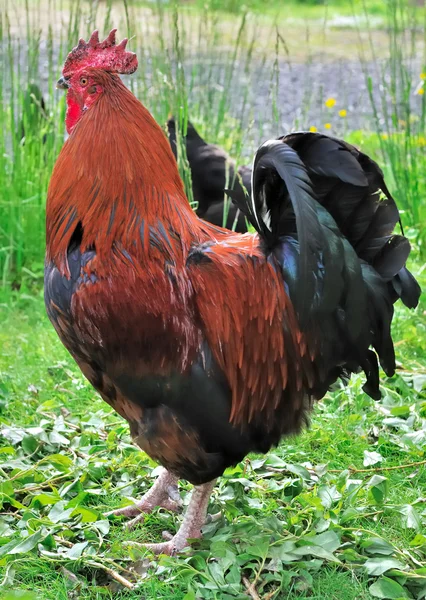 Gallo morado fotos de stock, imágenes de Gallo morado sin royalties ...