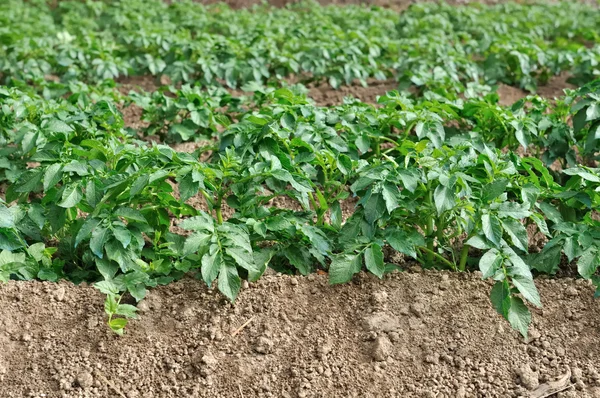 Mounding Stock Photos, Royalty Free Mounding Images | Depositphotos®