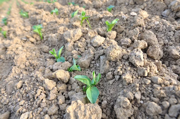 Seedlings in a field - Stock Image - Everypixel