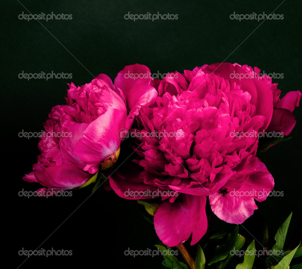 Dark red peony Stock Photo by ©saras66 49436387