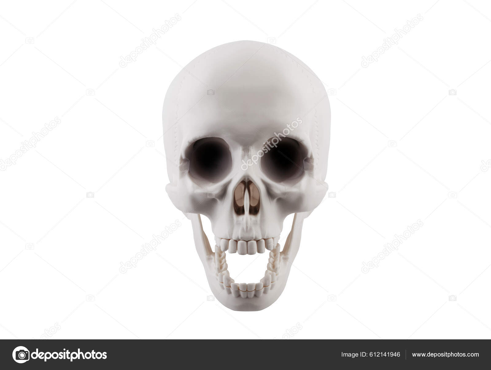 Human Skull Open Jaw Isolated White Background Clipping Path — Stock ...