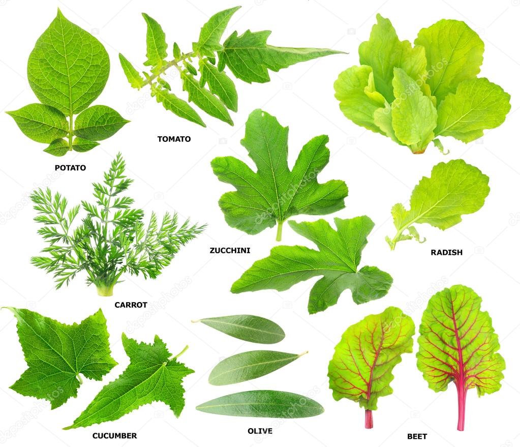 Leaves of vegetable plants — Stock Photo © photomaru #14036306