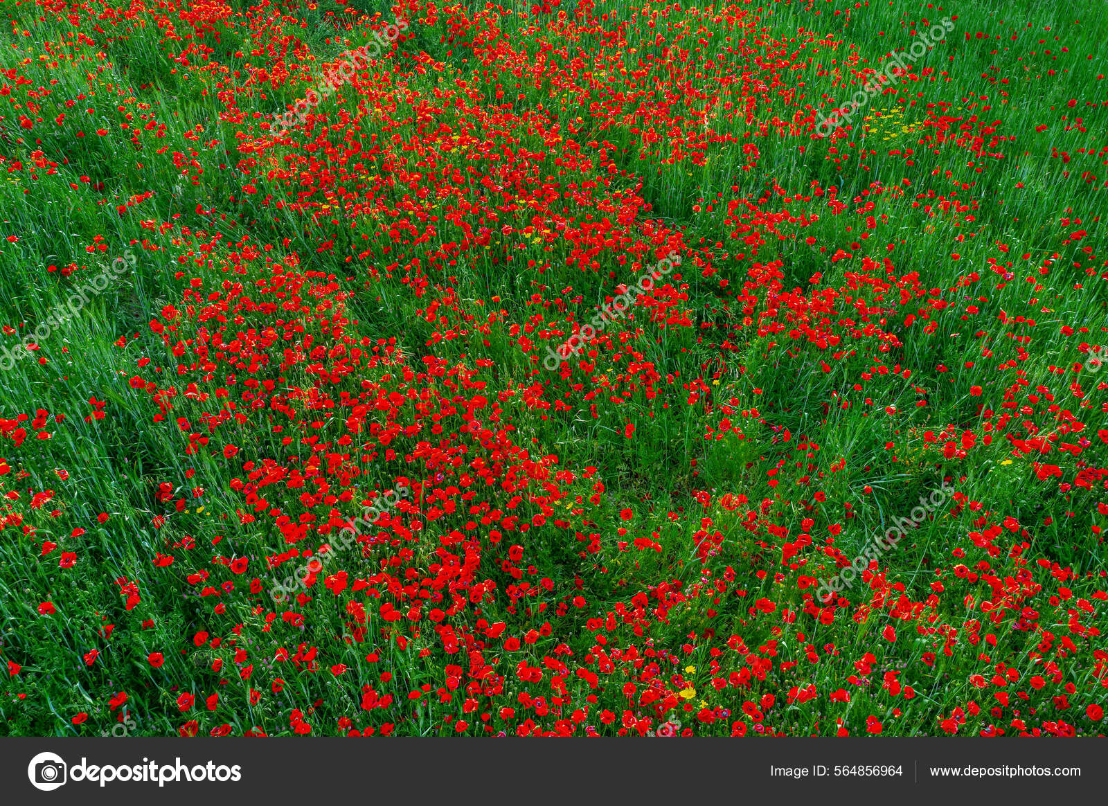 Poppy Field Top View Grass Flowers Abstract Nature Background Stock ...