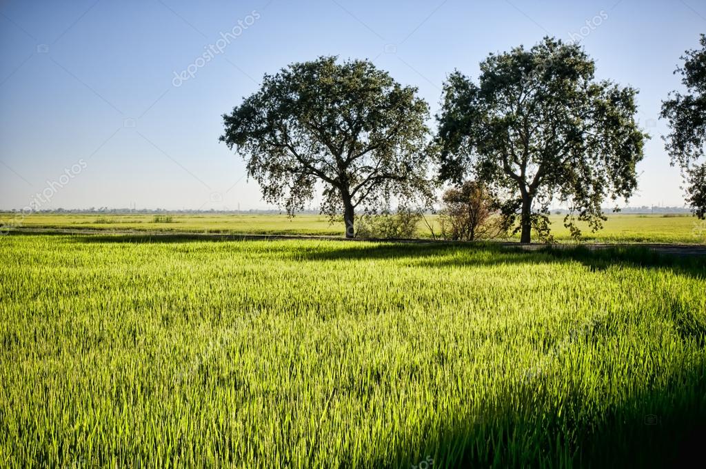 Rice fields california Stock Photo by ©shippee 13798461