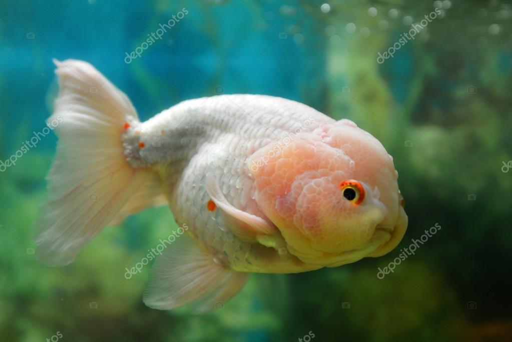Cutest Fish