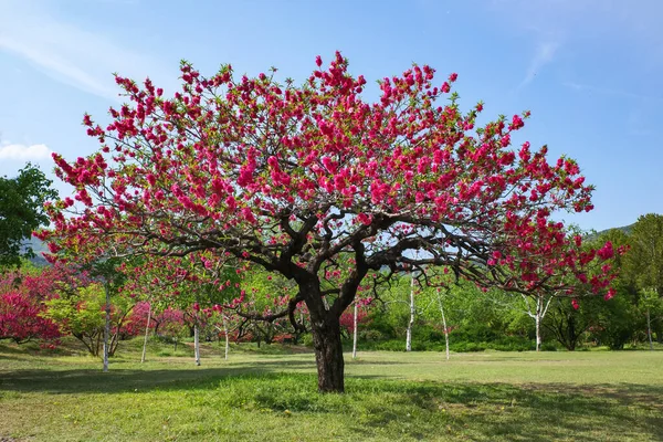 Seven son flower tree Stock Photos, Royalty Free Seven son flower tree ...