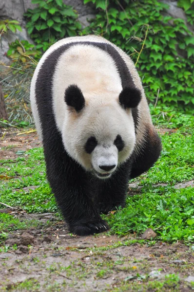 Panda Bear Standing Up