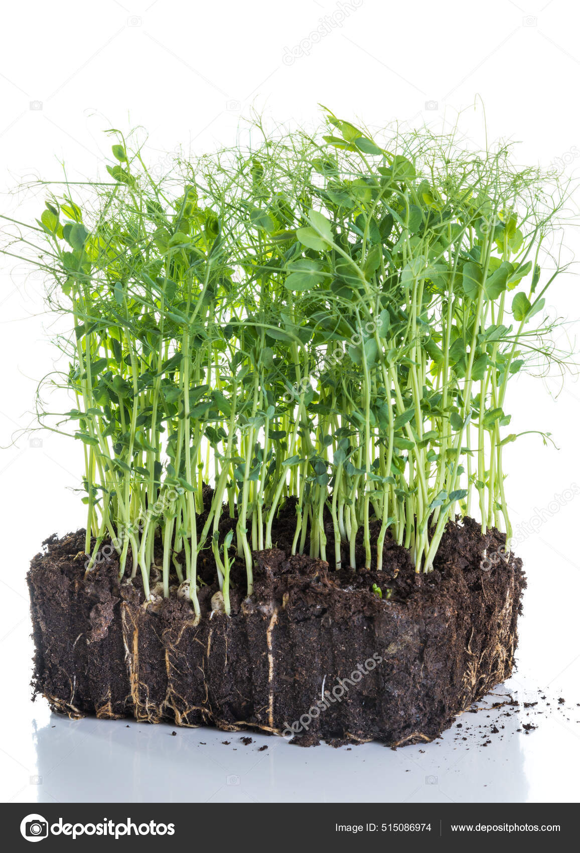 Pea Sprouts Taken Container Soil Roots Healthy Eating Home Gardening ...