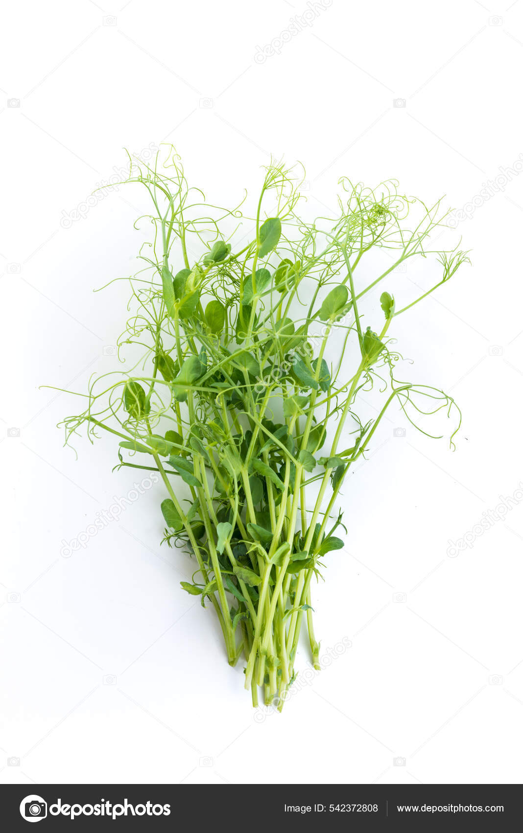 Pea Shoots Tendrils Lying Flat Isolated White — Stock Photo © kubais ...