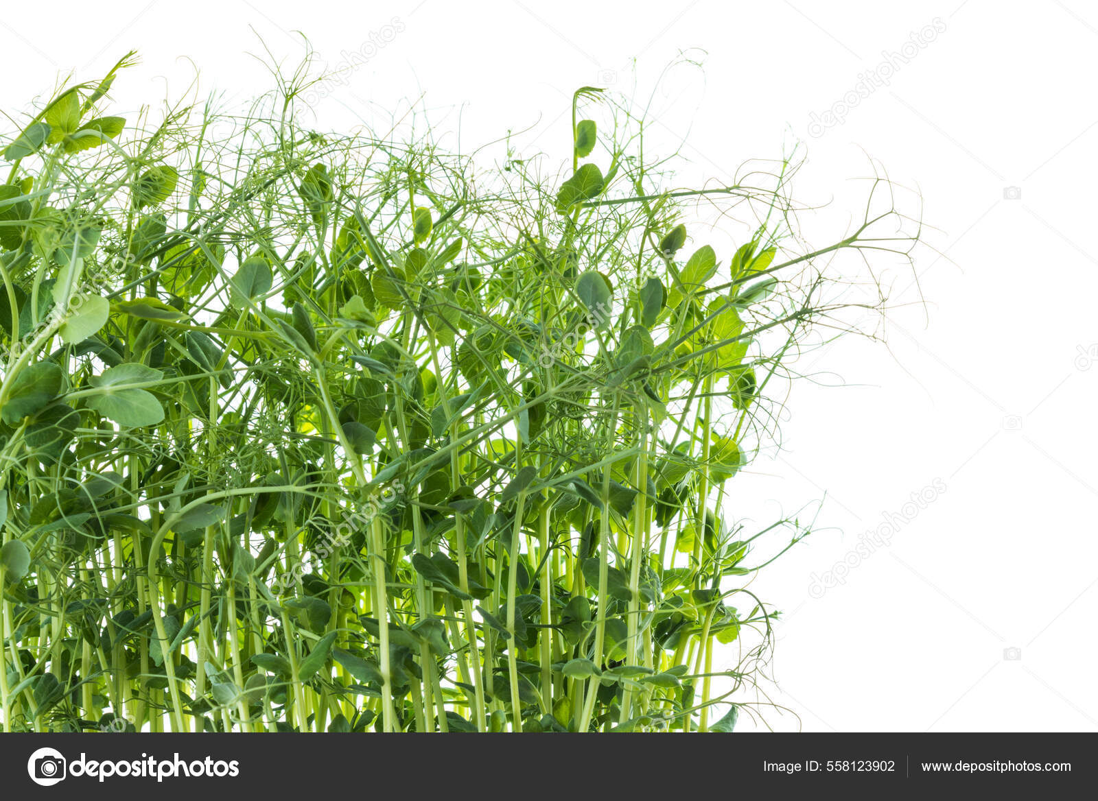 Pea Shoots Tendrils Grown Micro Greens Ready Harvested Isolated White ...