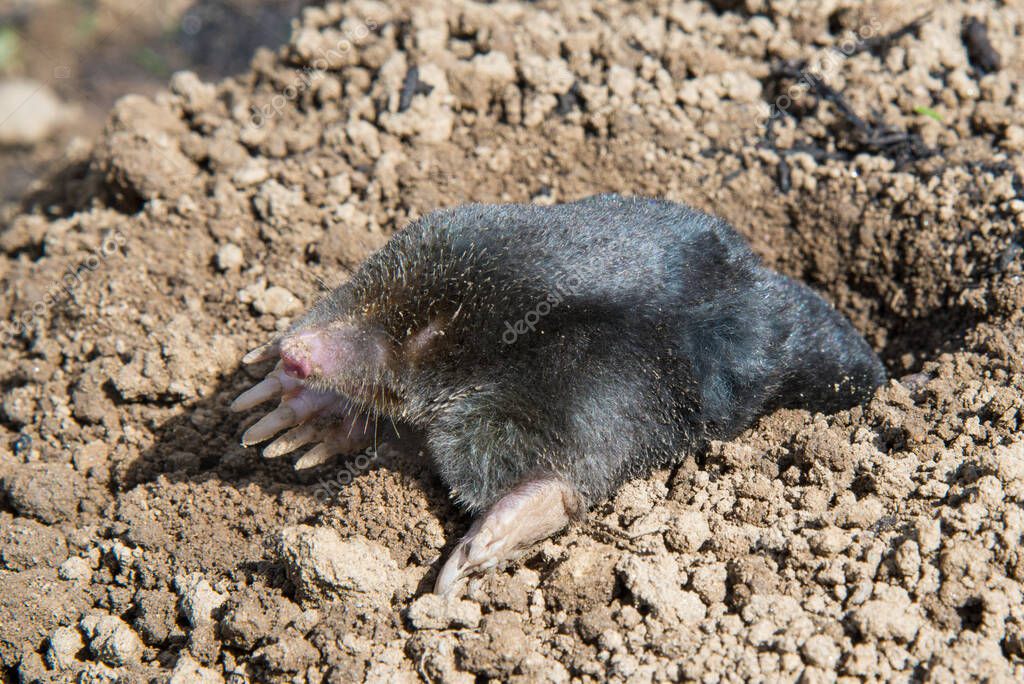 El topo europeo (Talpa europaea) es un mamífero del orden Eulipotyphla ...
