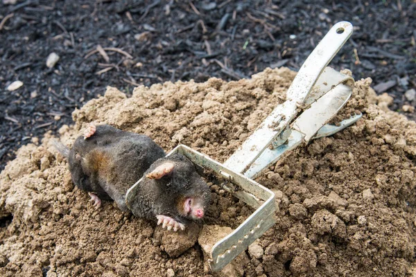 Humane Mole Traps