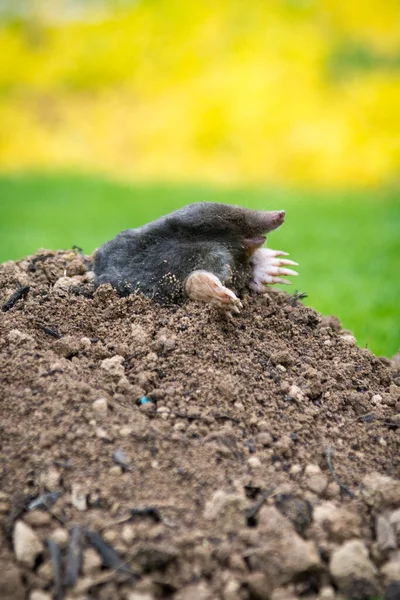 Checking for moles Stock Photos, Royalty Free Checking for moles Images ...