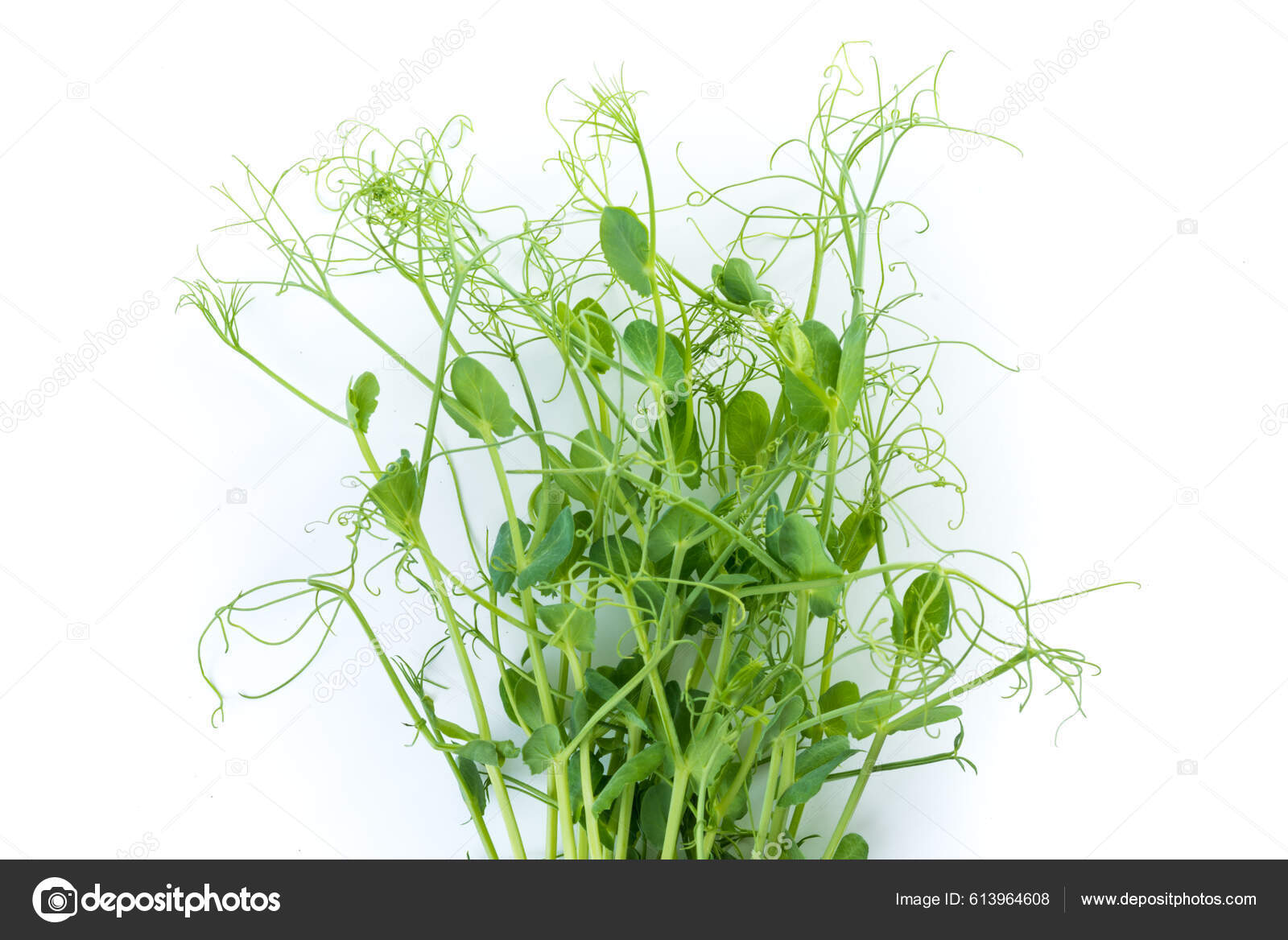Pea Shoots Tendrils Lying Flat Isolated White — Stock Photo © kubais ...