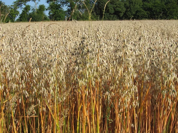 A field of oat - Stock Image - Everypixel